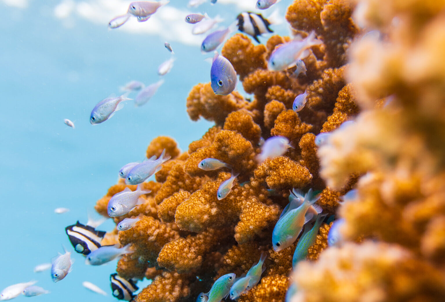 Micronesia Challenge - UOG CIS and Sea Grant